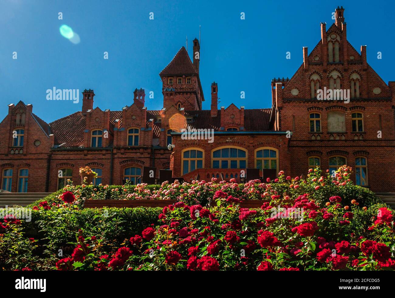Garden red roses hi-res stock photography and images - Alamy