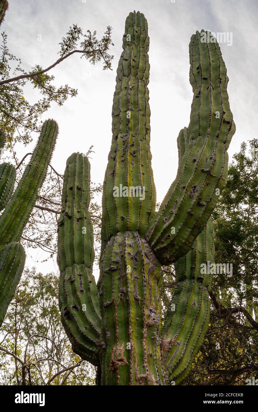 Elephant cactus hi-res stock photography and images - Alamy