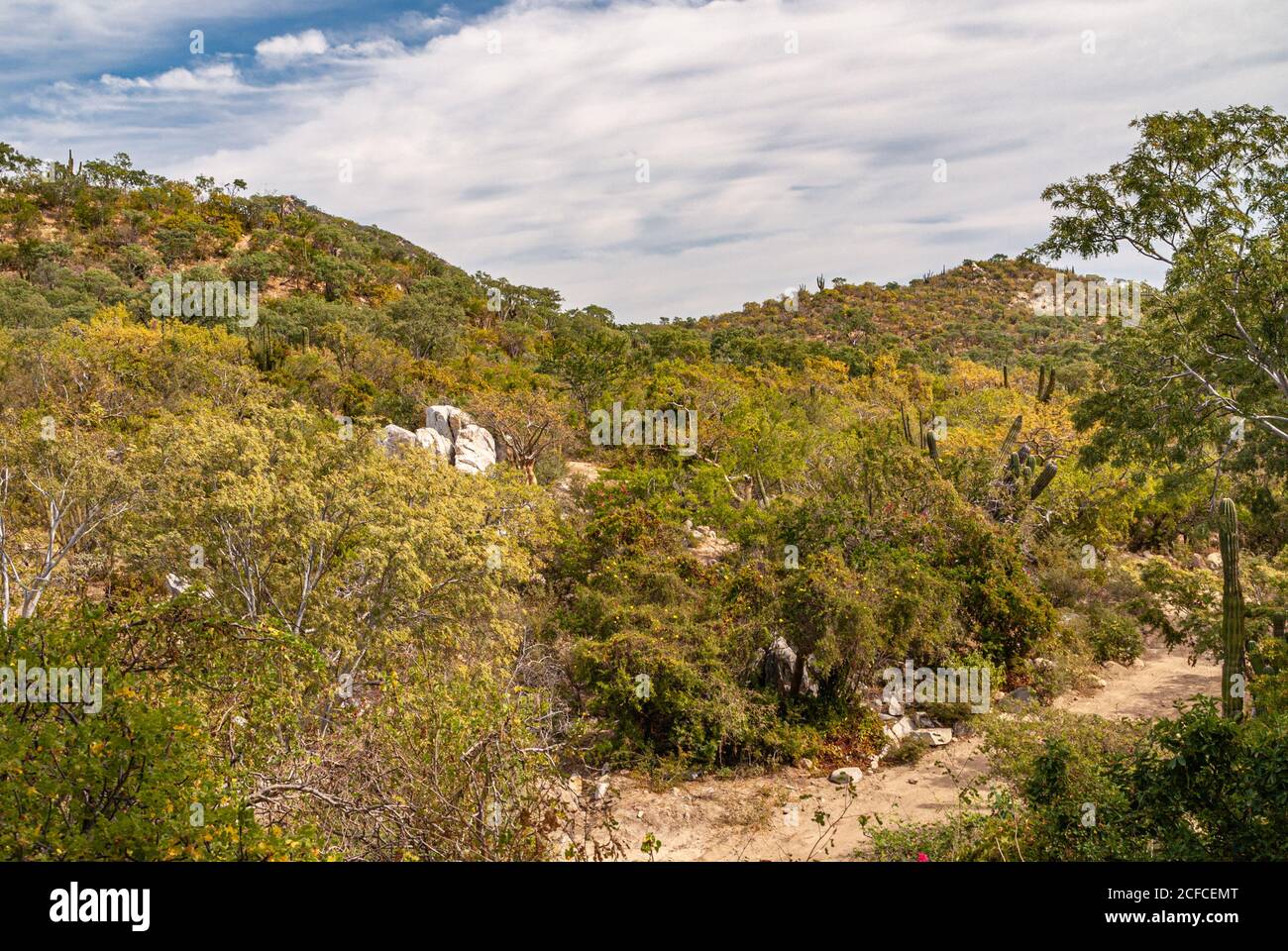 Scrub forests hi-res stock photography and images - Alamy