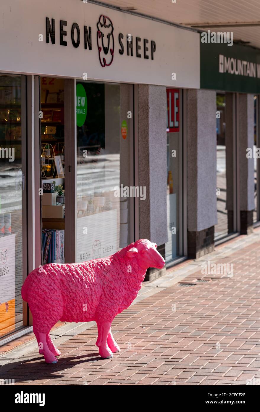 4 September 2020. Aviemore, Highlands, Scotland,UK. This is a Pink Ewe ...