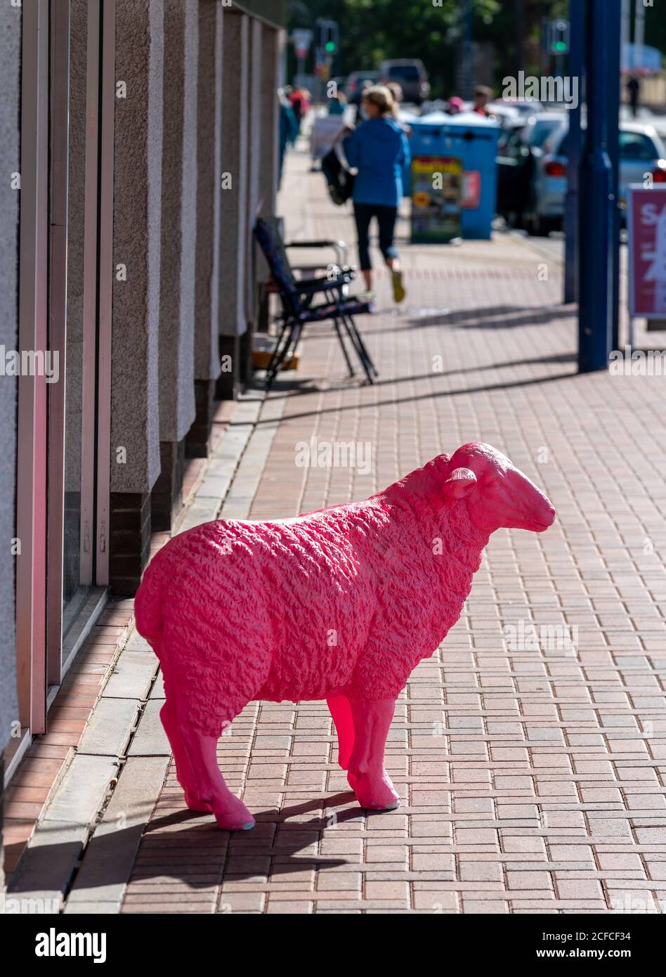 Neon sheep hi-res stock photography and images - Alamy