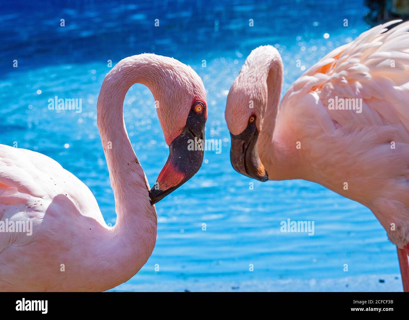 Flamingo faces hi-res stock photography and images - Alamy