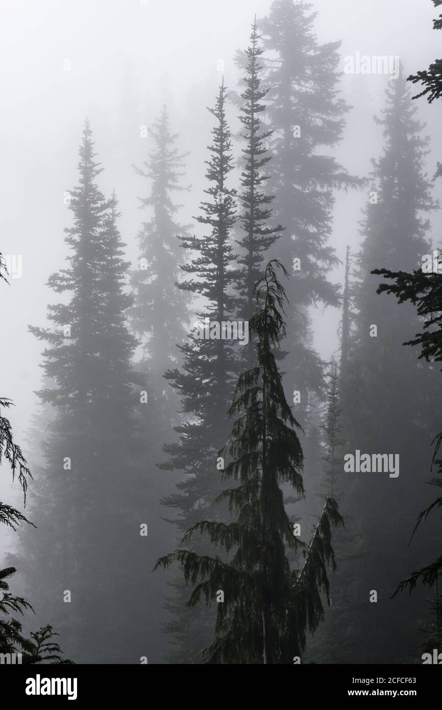 Slender pine trees in the mist Stock Photo - Alamy