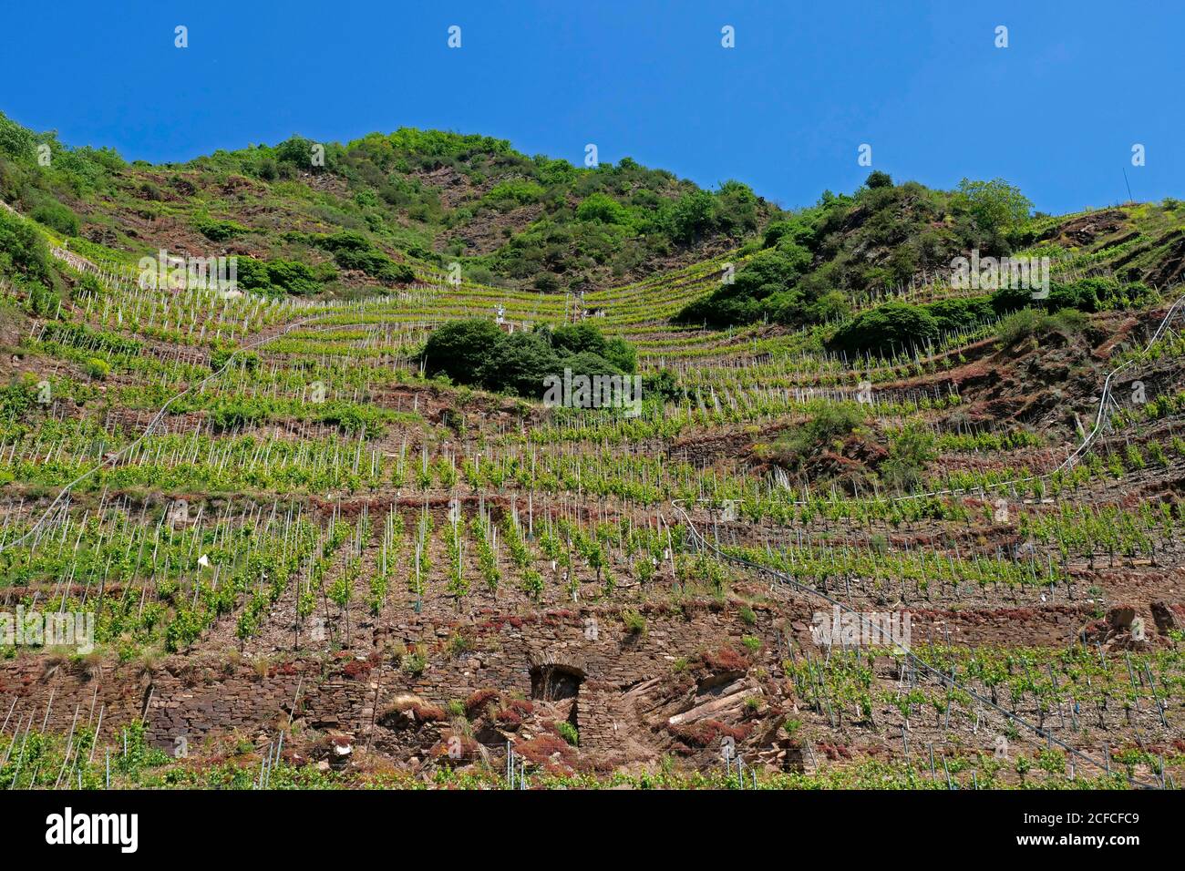 Weinberg Bremmer Calmont, steepest vineyard in Europe, Bremm, Mosel ...