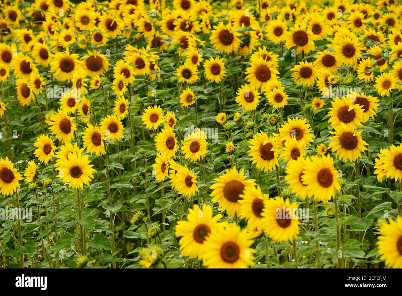 Beautiful blooming sunflowers hi-res stock photography and images - Alamy