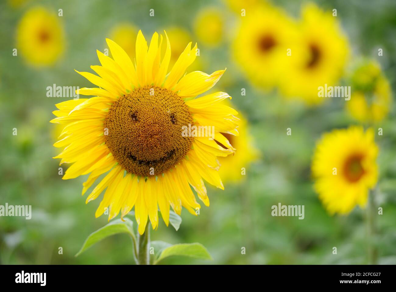 sunflower with smiley and field of blooming beautiful sunflowers Stock ...