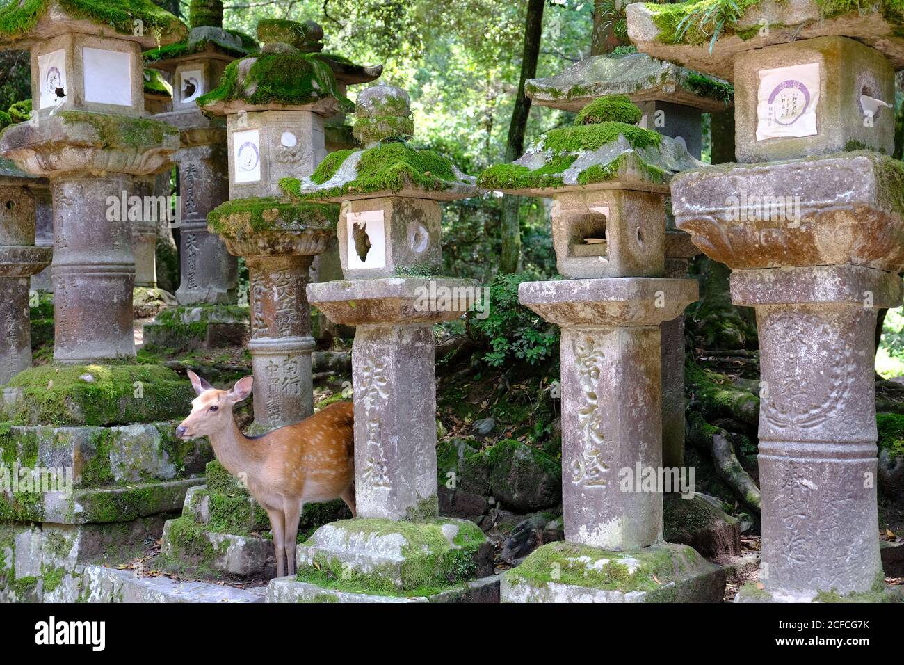 Nara Japan - Nara Park ancient stone lanterns and a red deer Stock ...
