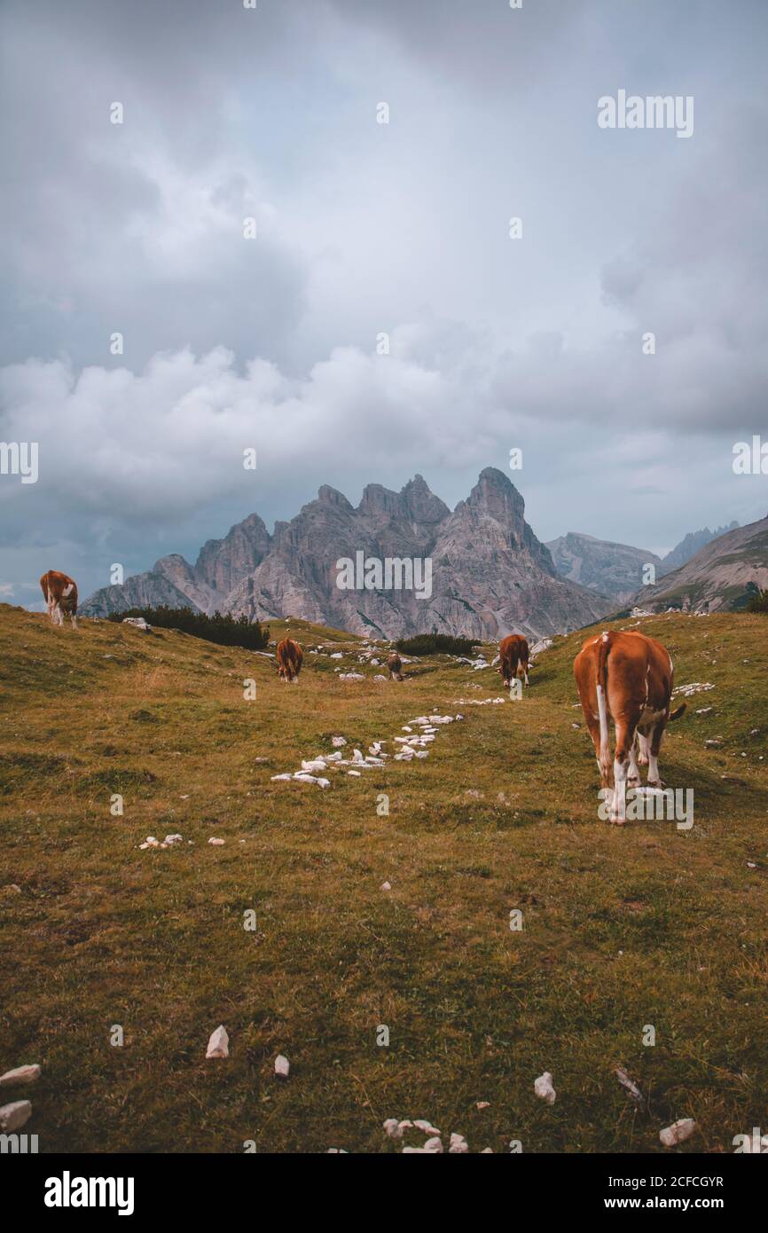 Alpine gray cow hi-res stock photography and images - Alamy
