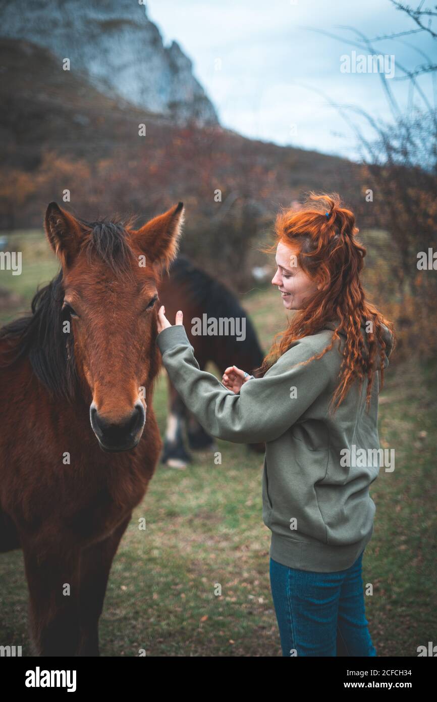 Brown Horse With Black Mane High Resolution Stock Photography and ...