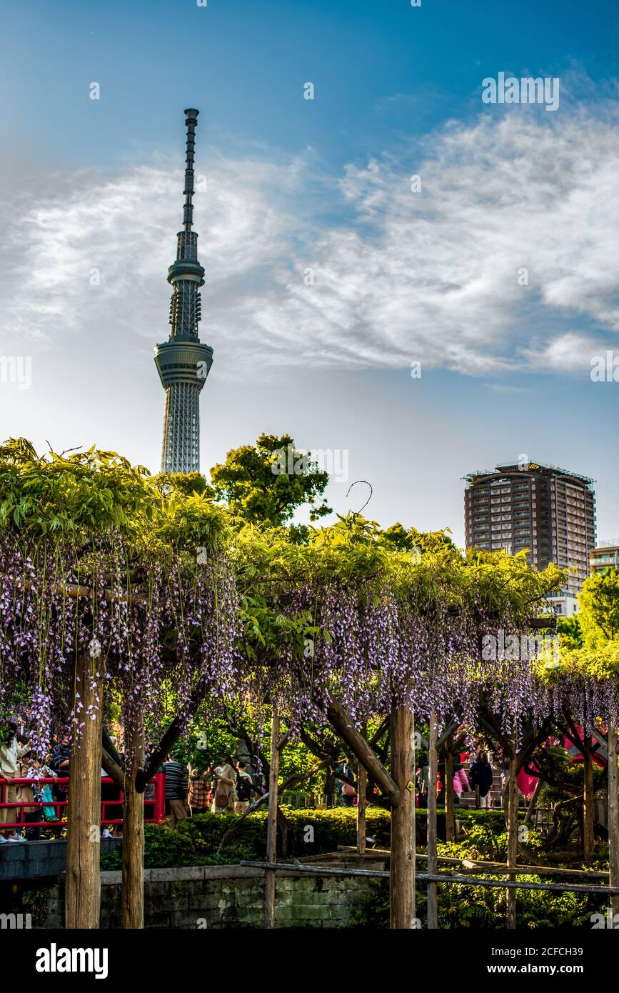 Kameido Tenjin Shrine Stock Photo - Alamy