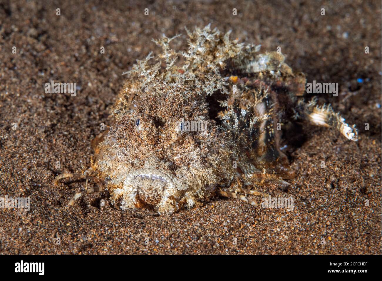 demon stinger, or devil stinger, Inimicus didactylus, hiding in the ...