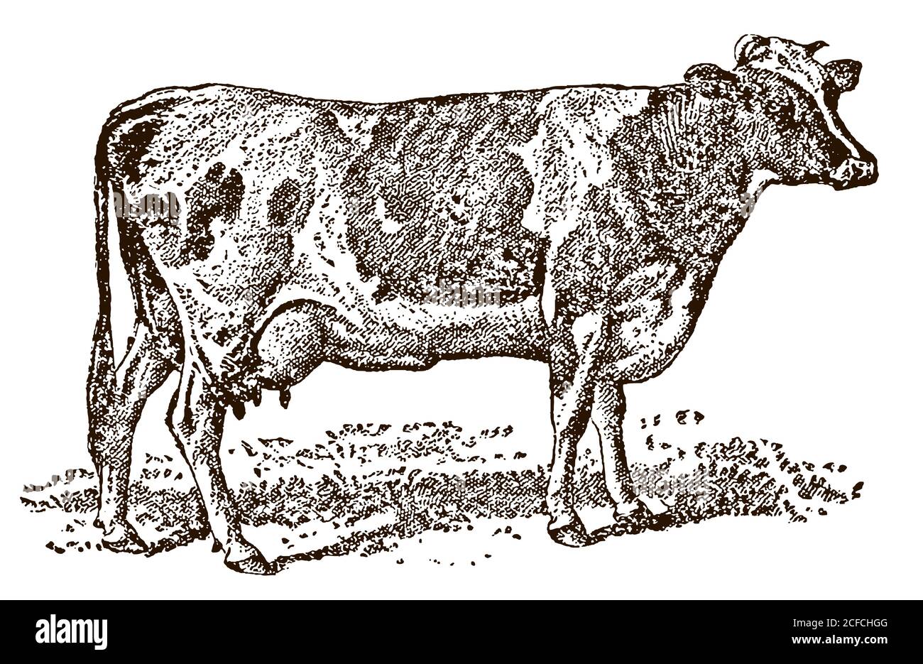 Guernsey agriculture Cut Out Stock Images & Pictures - Alamy