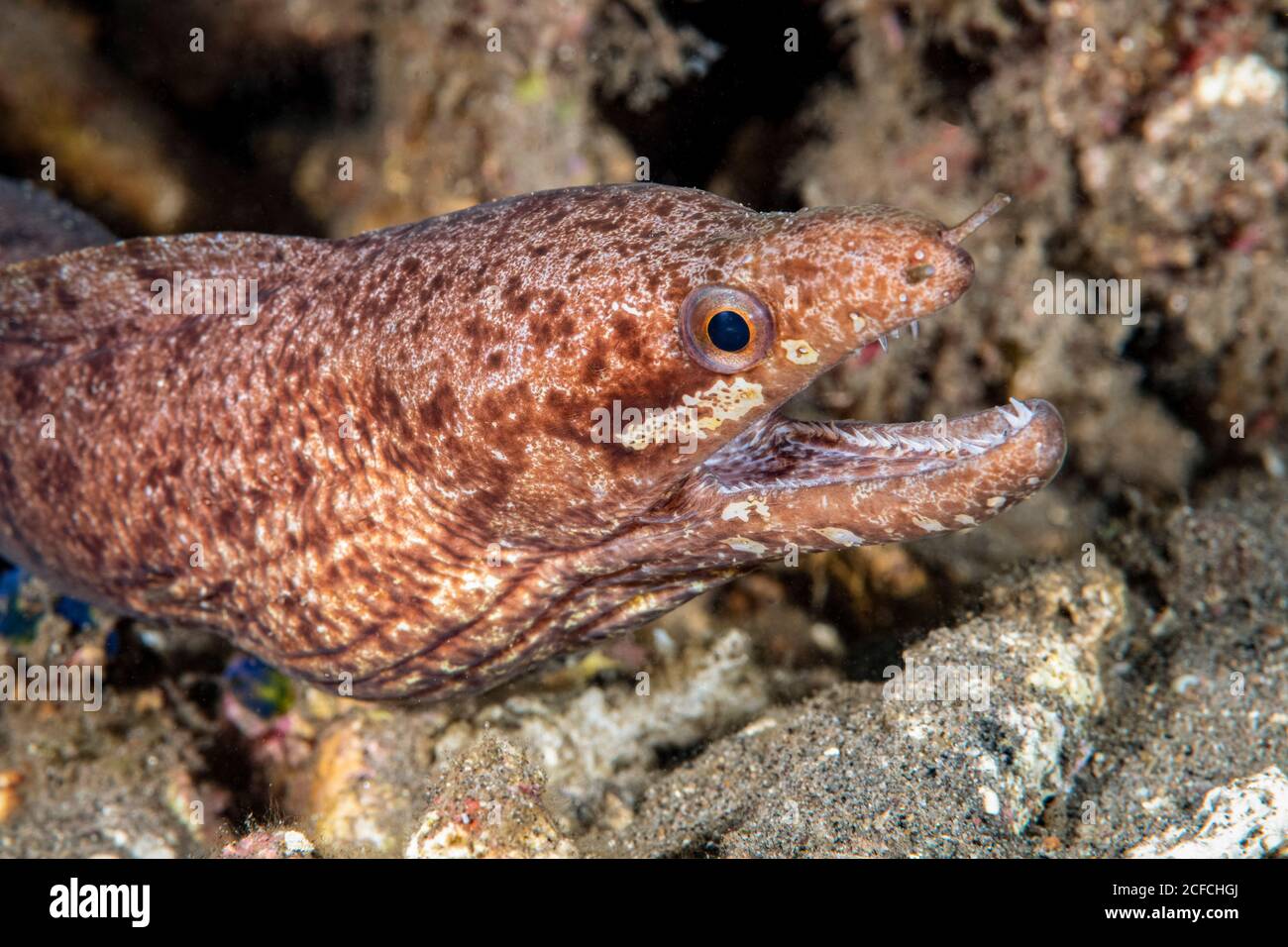 Moon Snake Moray, Uropterygius kamar, Dumaguete, Negros Oriental ...