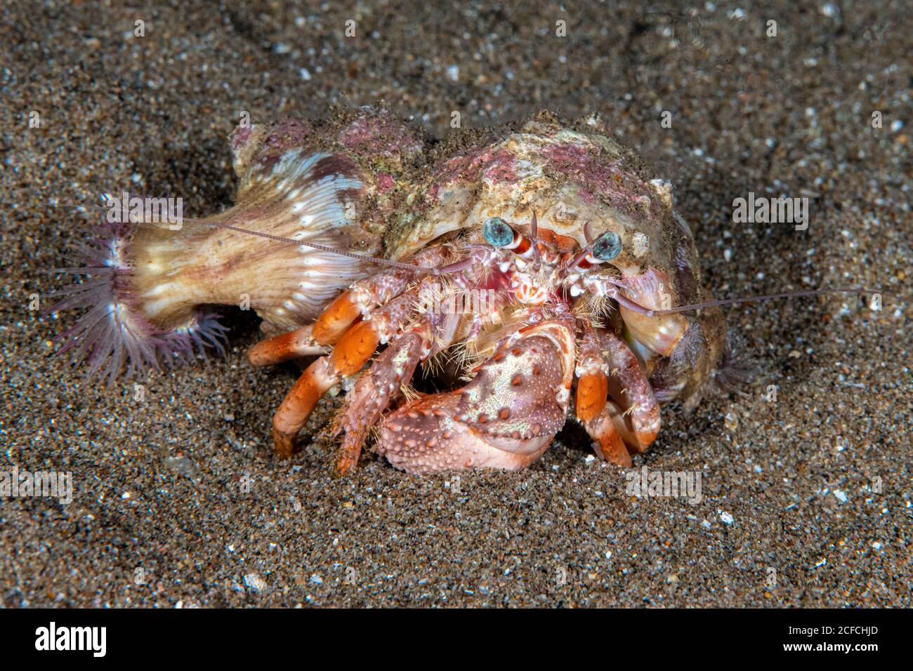 Anemone Hermit Crab, Dardanus pedunculatus, with anemones on shell ...