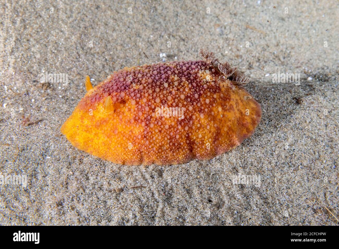 Sea-lemon, Doris pseudoargus, an invasive species in this area ...