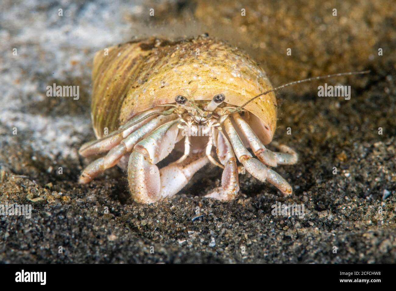 Longwrist Hermit Crab, Pagurus longicarpus, Rockport, Massachusetts ...