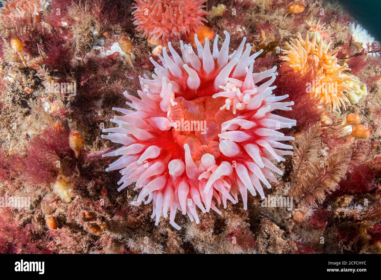 Northern red sea anemone hi-res stock photography and images - Alamy
