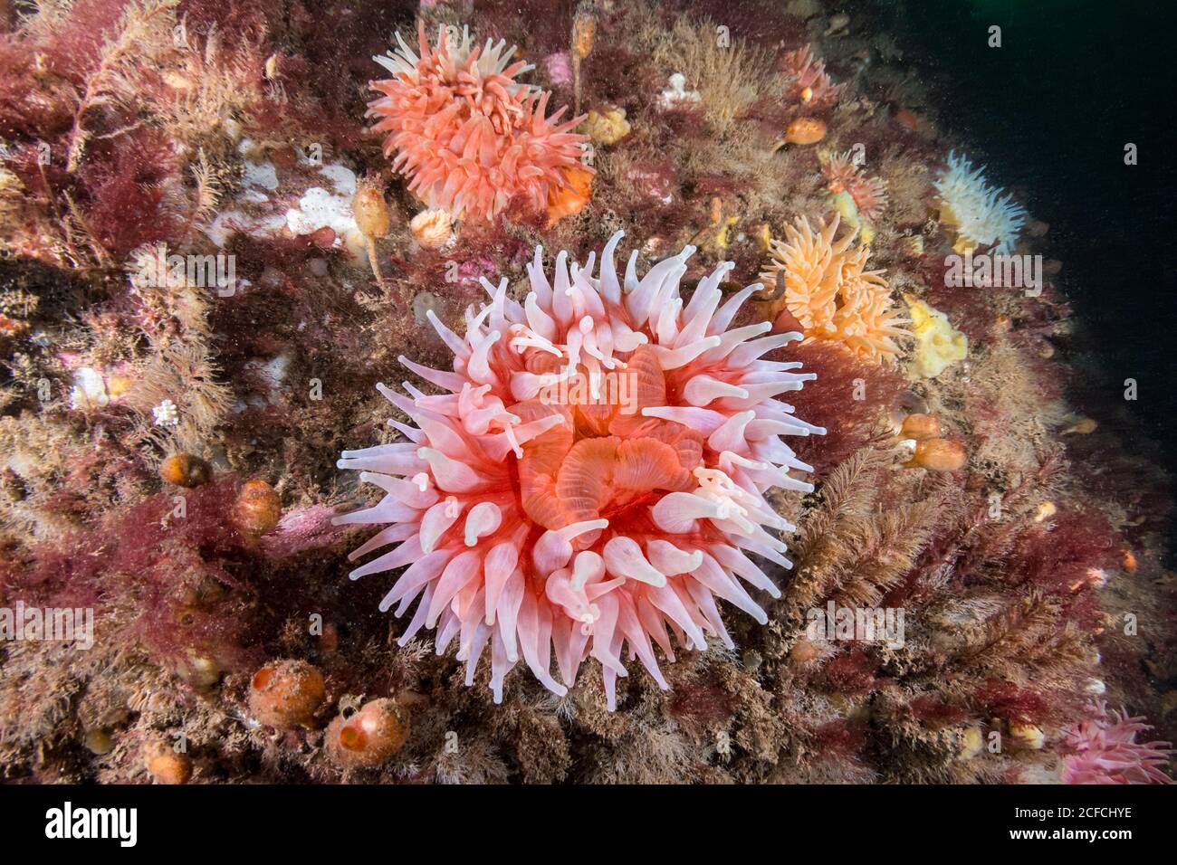 Northern Red Anemone, Urticina felina, Eastport, Maine, USA, Atlantic ...
