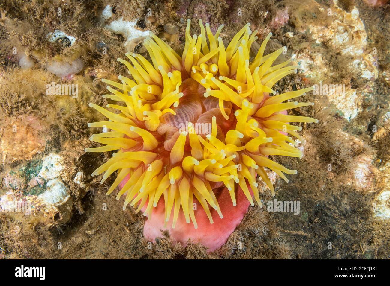 Yellow Sea Anemone