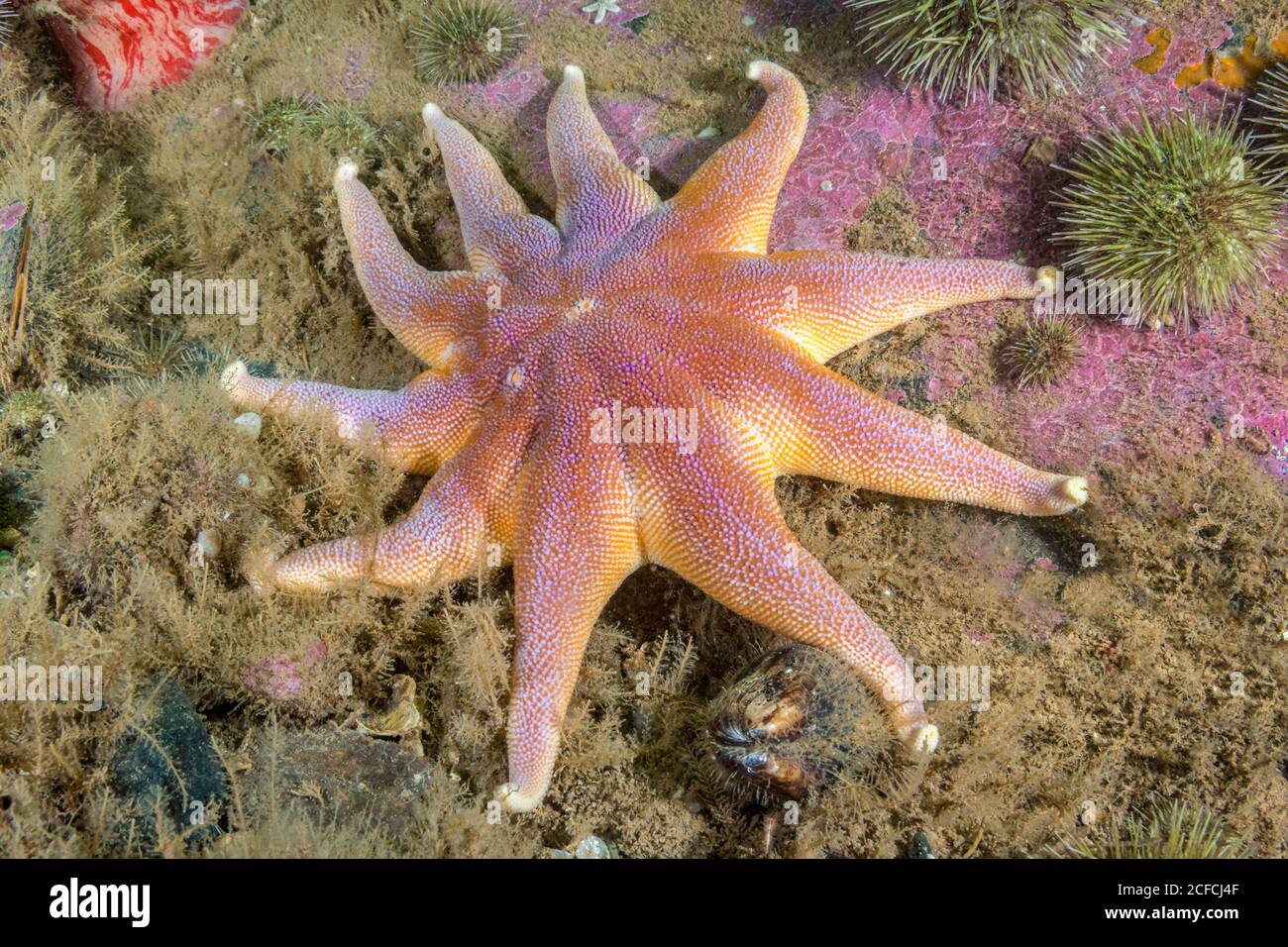 Smooth Sun Star, Solaster endeca, Deer Island, New Brunswick, Canada ...