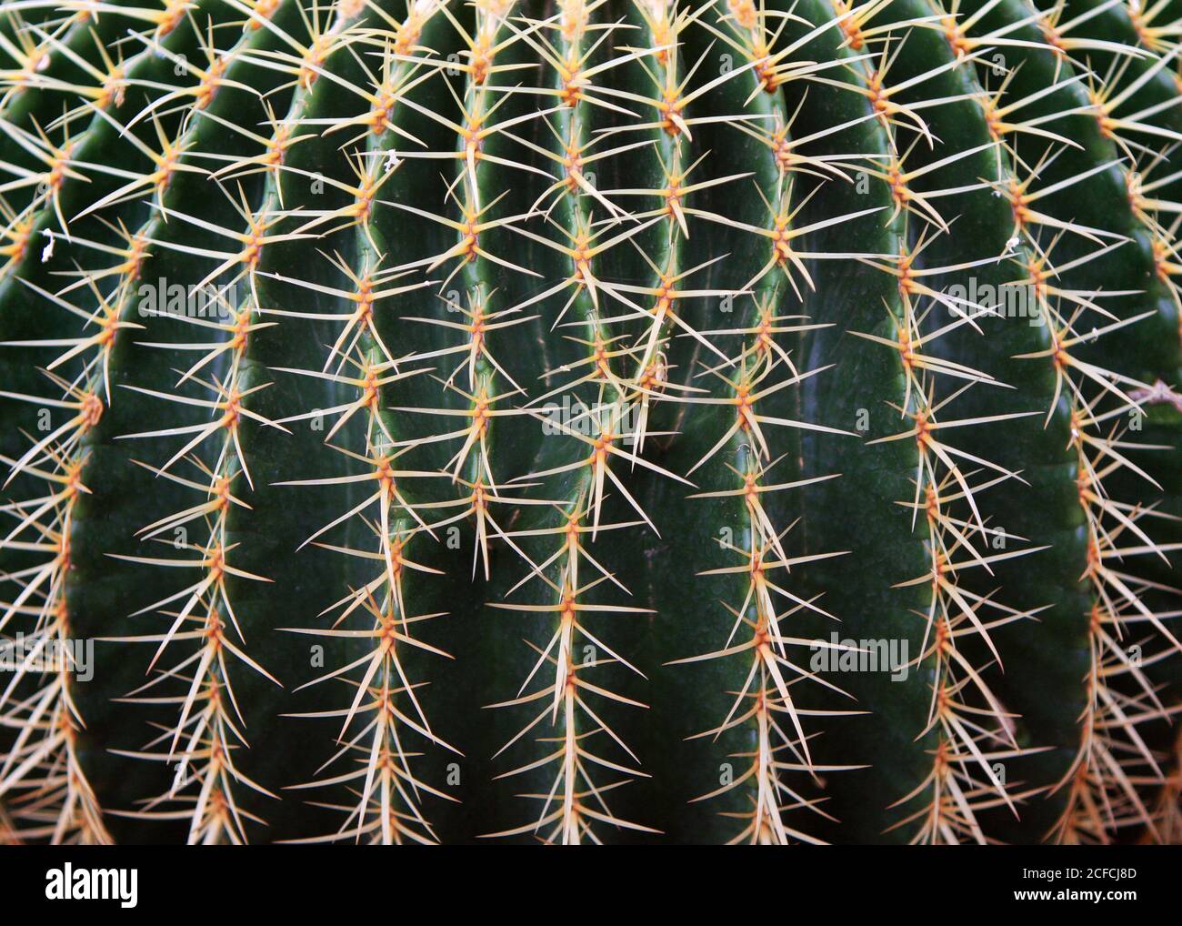 Cactaceae spines detail hi-res stock photography and images - Alamy