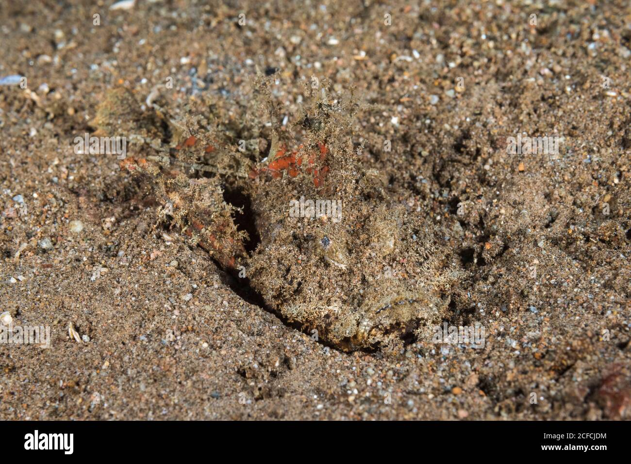 demon stinger, or devil stinger, Inimicus didactylus, hiding in the ...