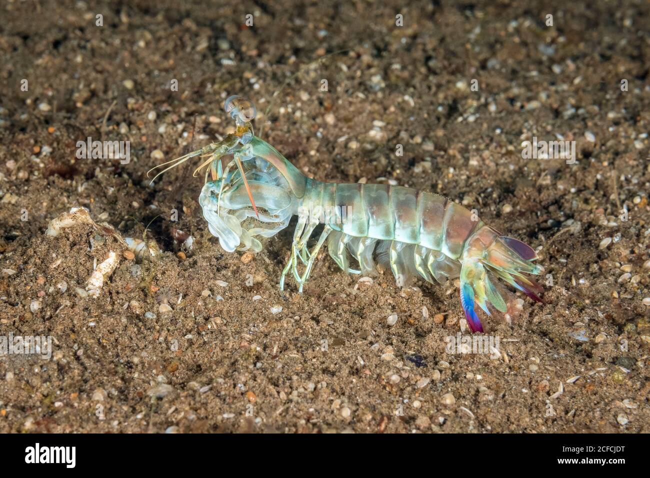 Keel tail mantis hi-res stock photography and images - Alamy