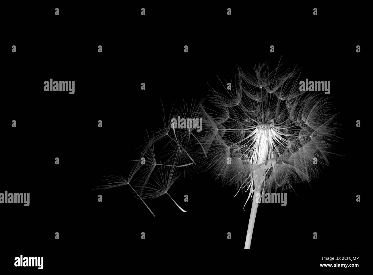 dandelion and its flying seeds in a color inversion Stock Photo - Alamy