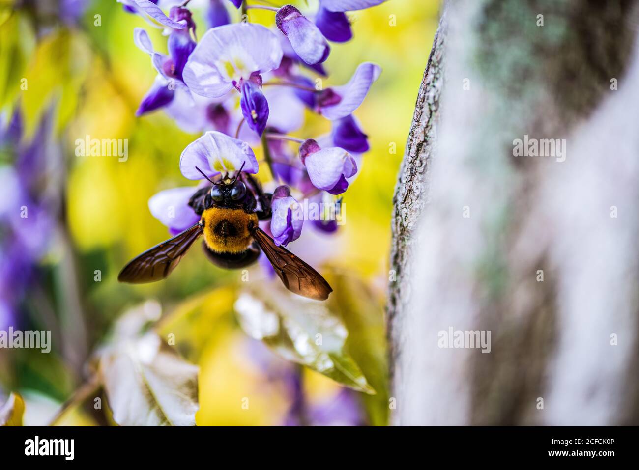 Pollination save the bees hi-res stock photography and images - Alamy