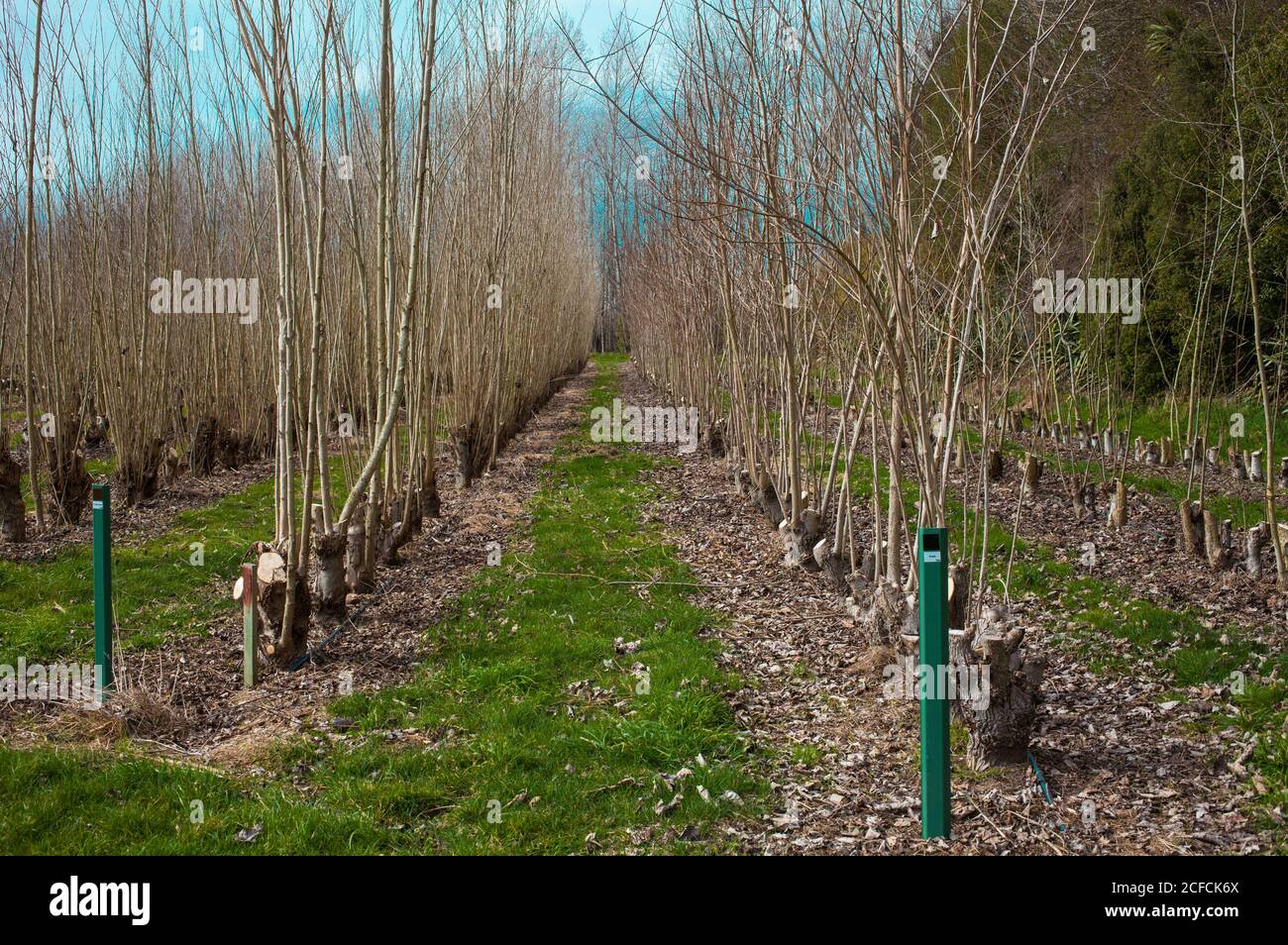 New Zealand Countryside, iconic kiwi scenes: tree nursery: growing ...