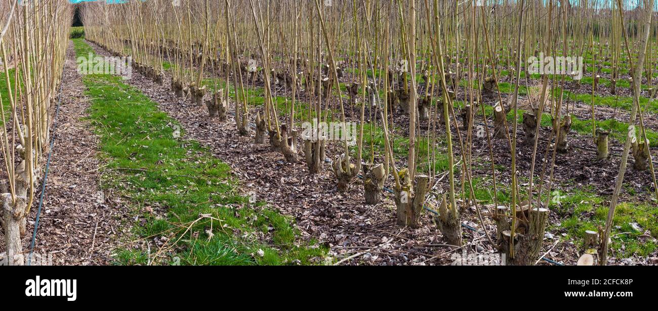 New Zealand Countryside, iconic kiwi scenes: tree nursery: growing ...