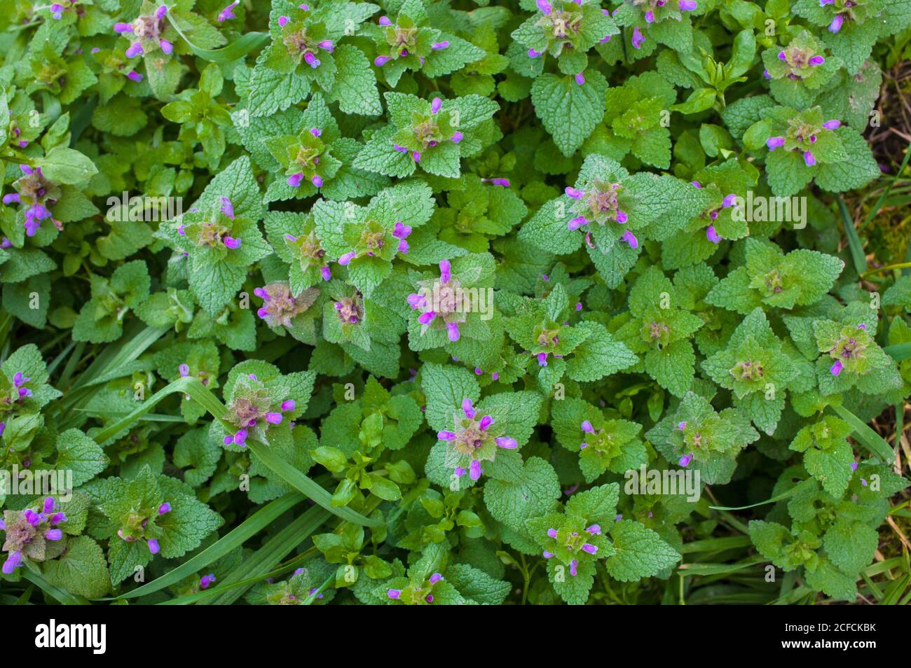 New Zealand Countryside, iconic kiwi scenes Stock Photo - Alamy