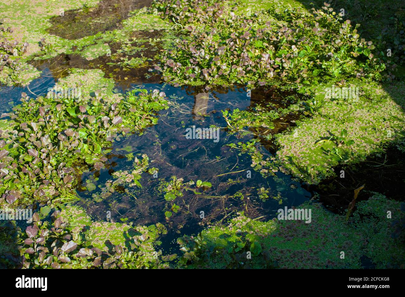 New Zealand Countryside, iconic kiwi scenes Stock Photo - Alamy