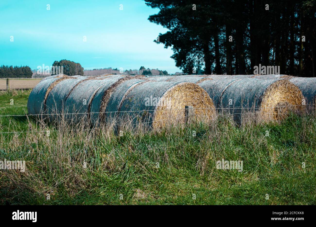 New Zealand Countryside, iconic kiwi scenes: winter stock feed: bales ...