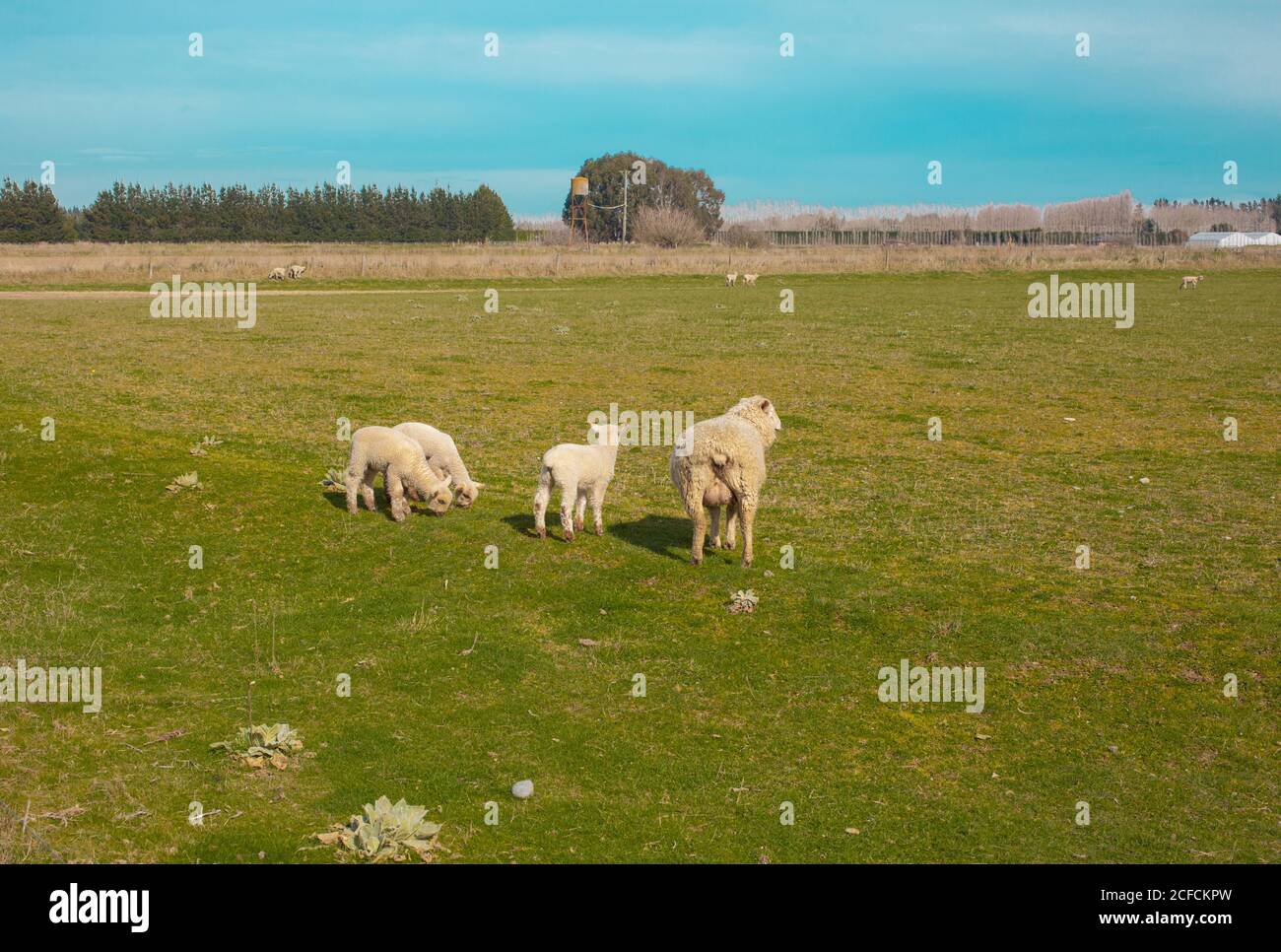 New Zealand Countryside, iconic kiwi scenes Stock Photo - Alamy
