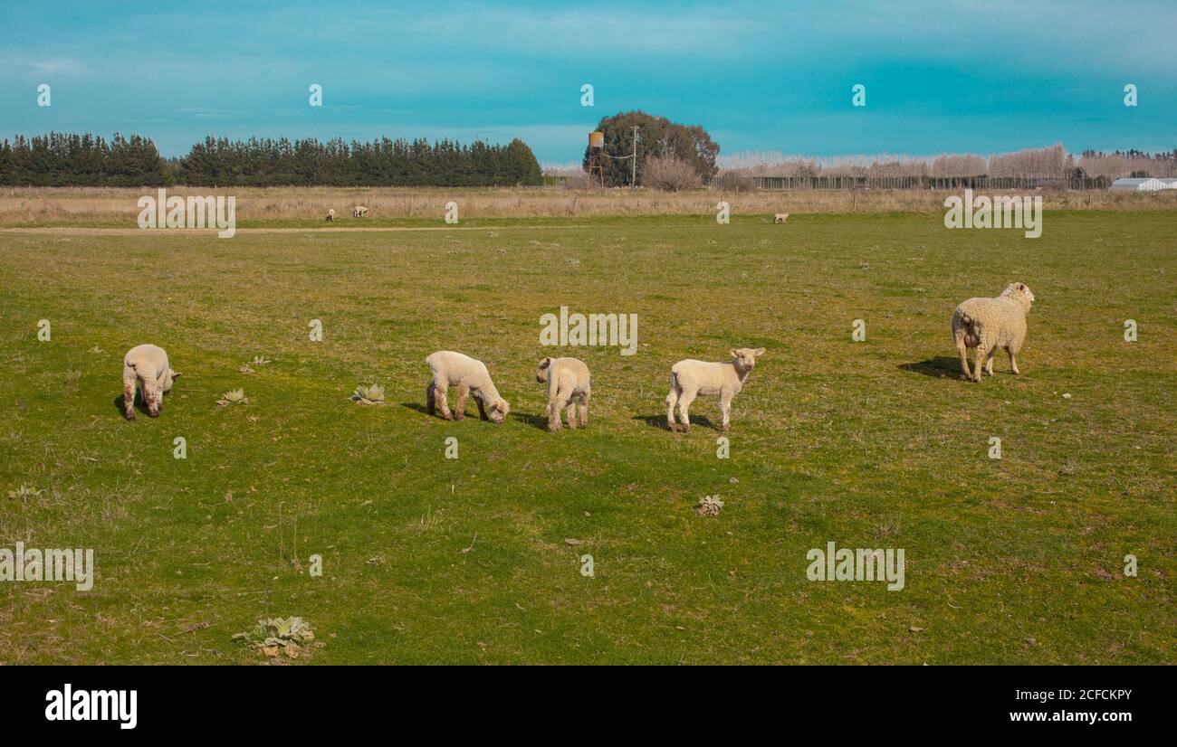 New Zealand Countryside, iconic kiwi scenes Stock Photo - Alamy