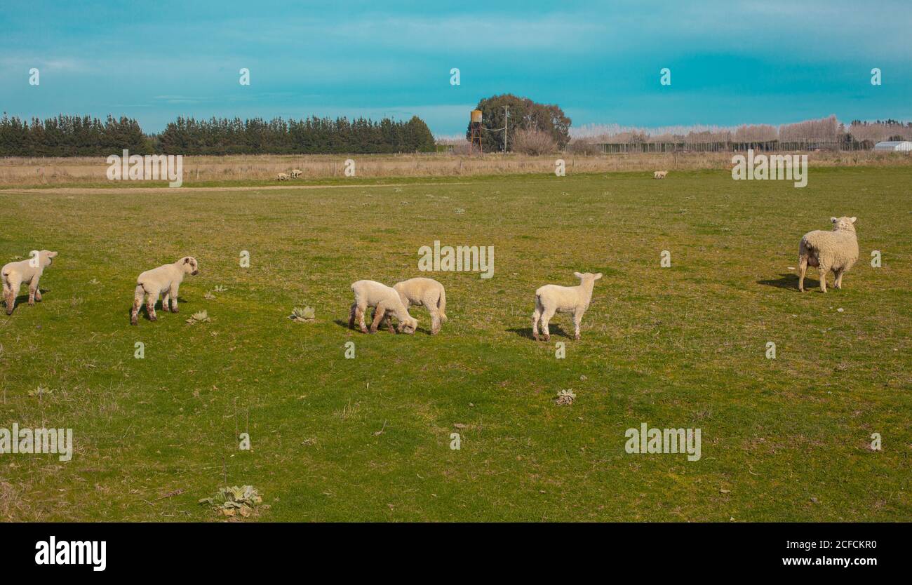 New Zealand Countryside, iconic kiwi scenes Stock Photo - Alamy