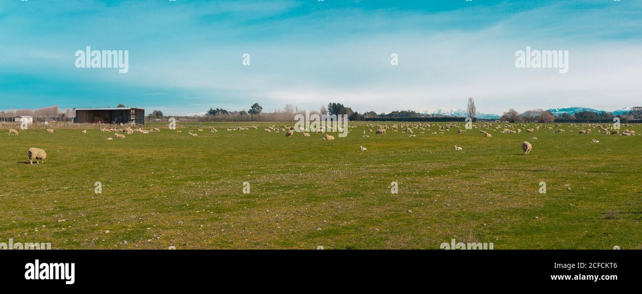 New Zealand Countryside, iconic kiwi scenes Stock Photo - Alamy