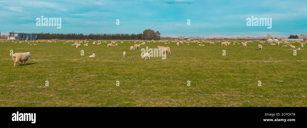 New Zealand Countryside, iconic kiwi scenes Stock Photo - Alamy