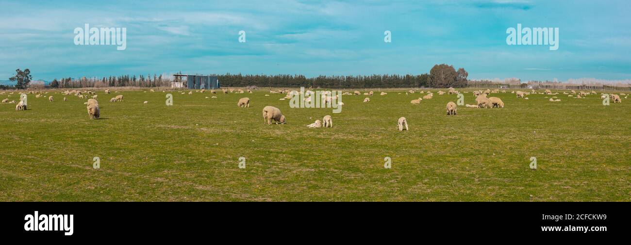 New Zealand Countryside, iconic kiwi scenes Stock Photo - Alamy