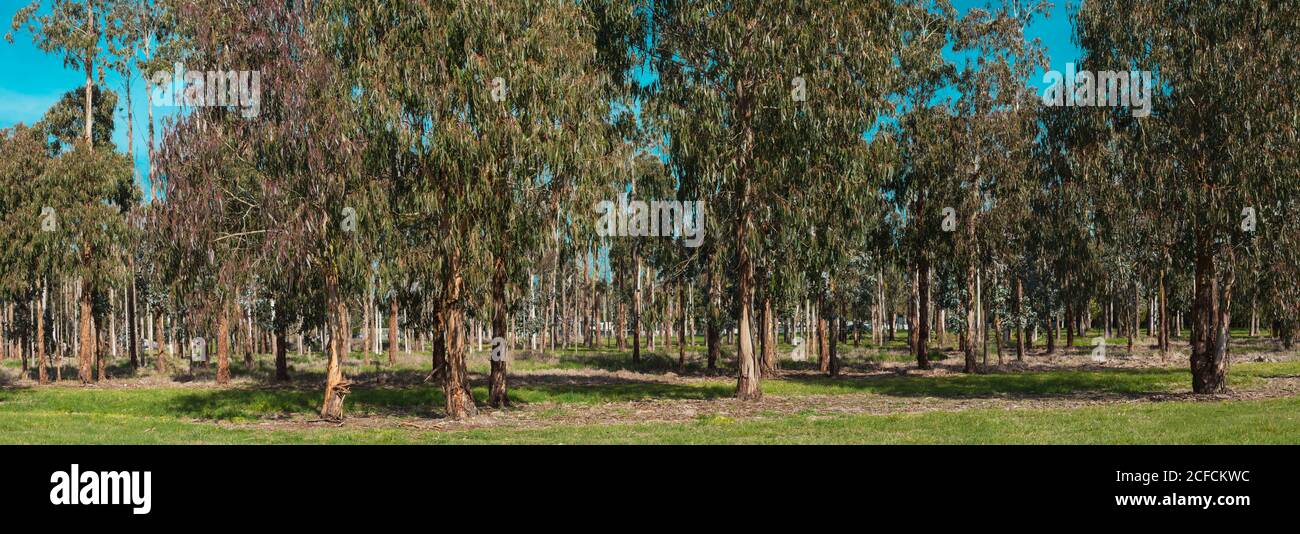 New Zealand Countryside, iconic kiwi scenes Stock Photo - Alamy