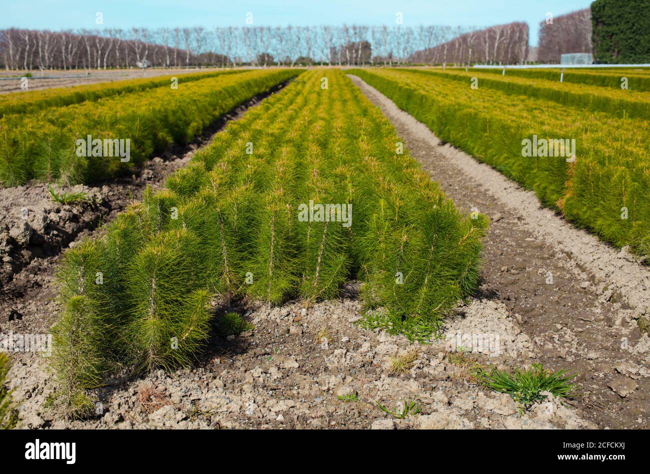 New Zealand Countryside, iconic kiwi scenes: tree nursery: Radiata Pine ...