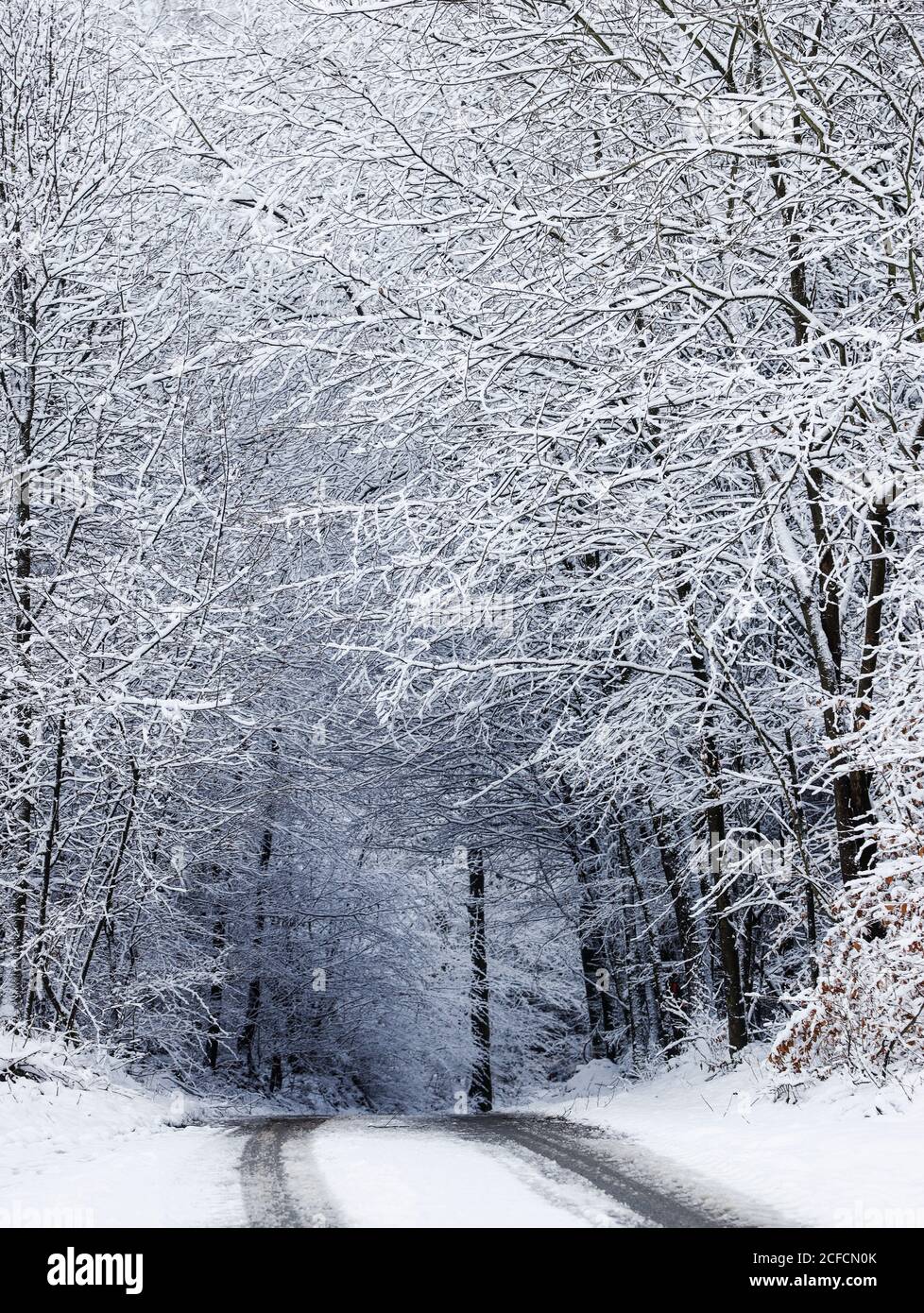 Tree lined street snow hi-res stock photography and images - Alamy