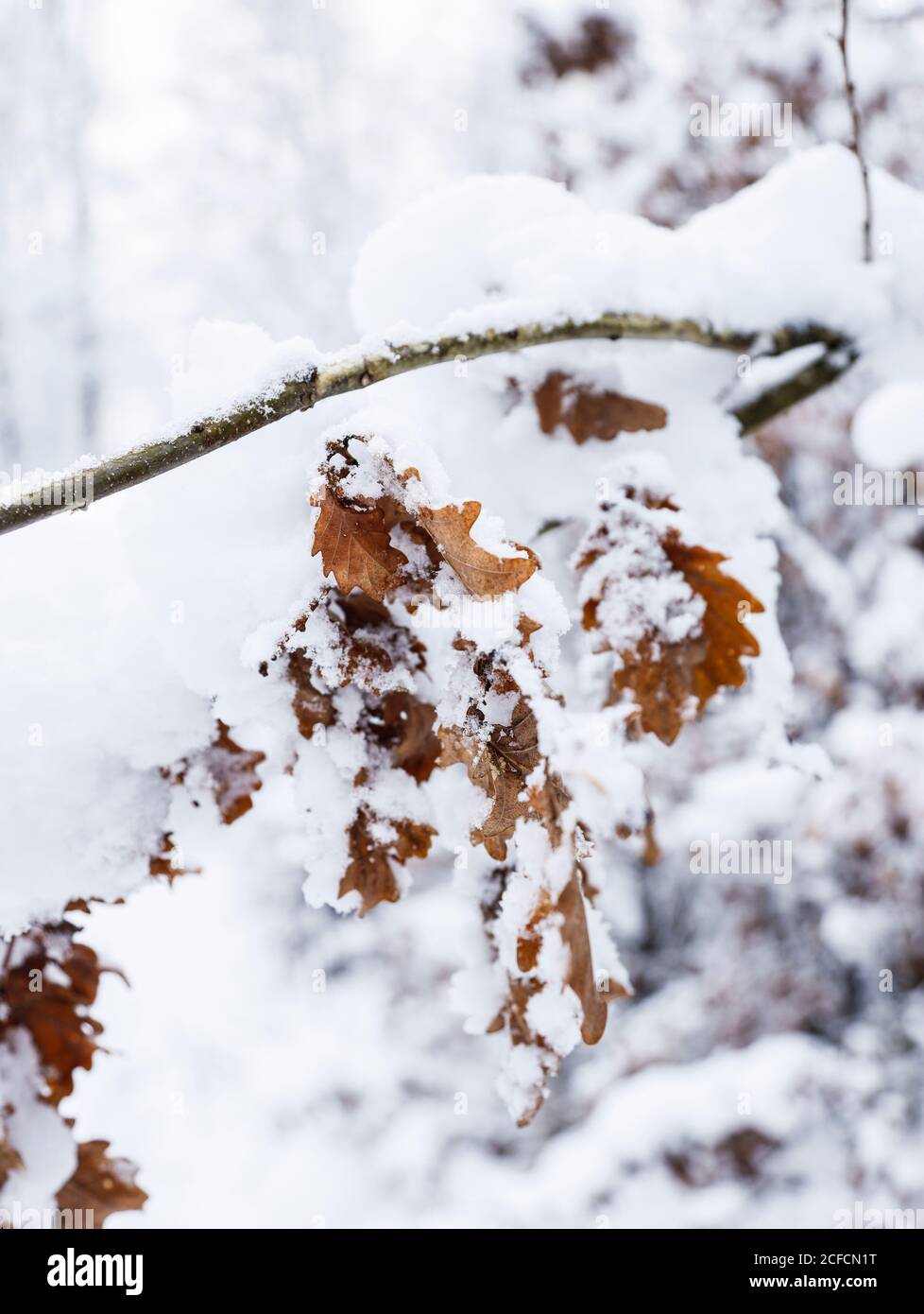 Oak leaves and snow hi-res stock photography and images - Alamy