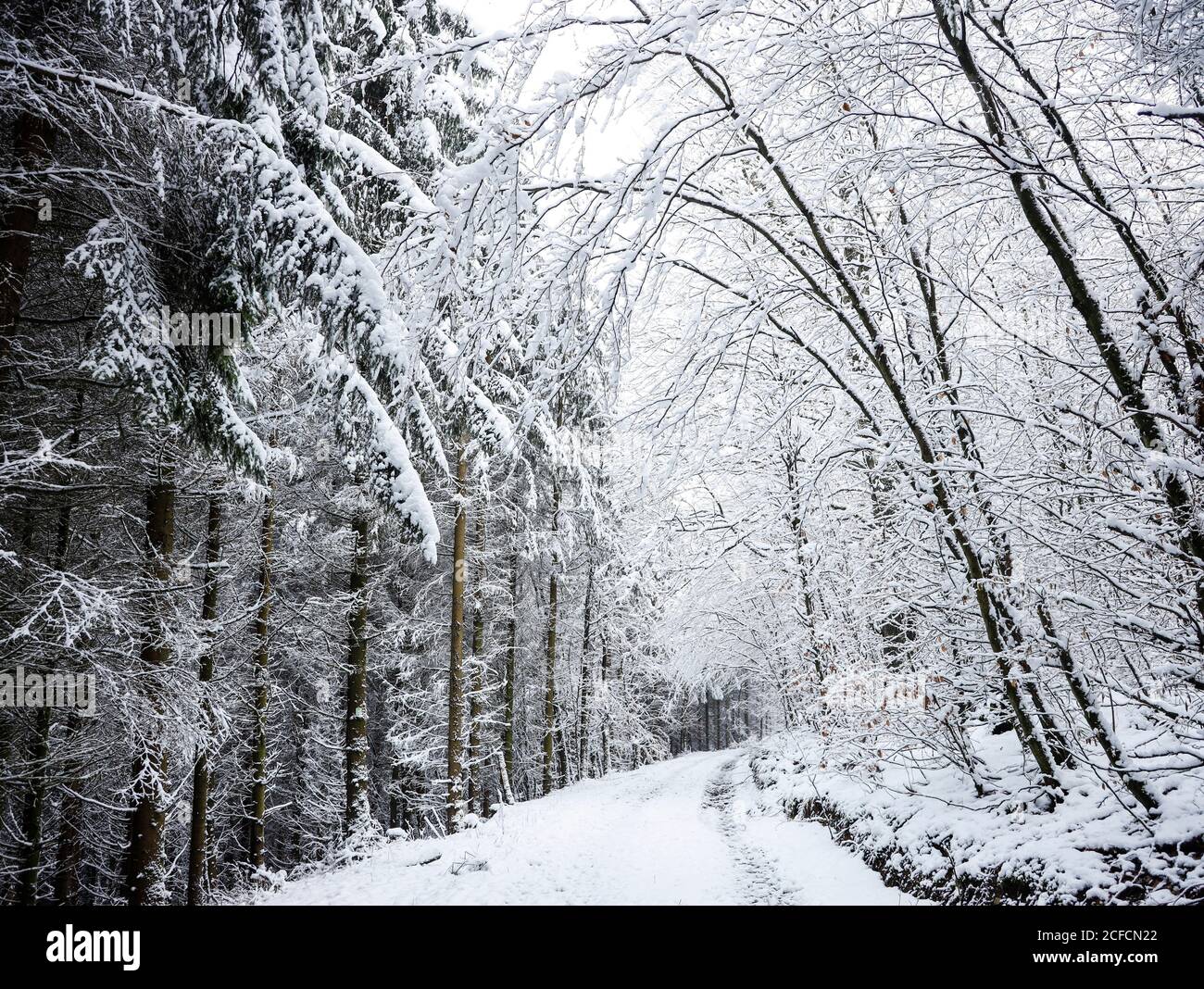 Path through spruce and beech forest Stock Photo - Alamy