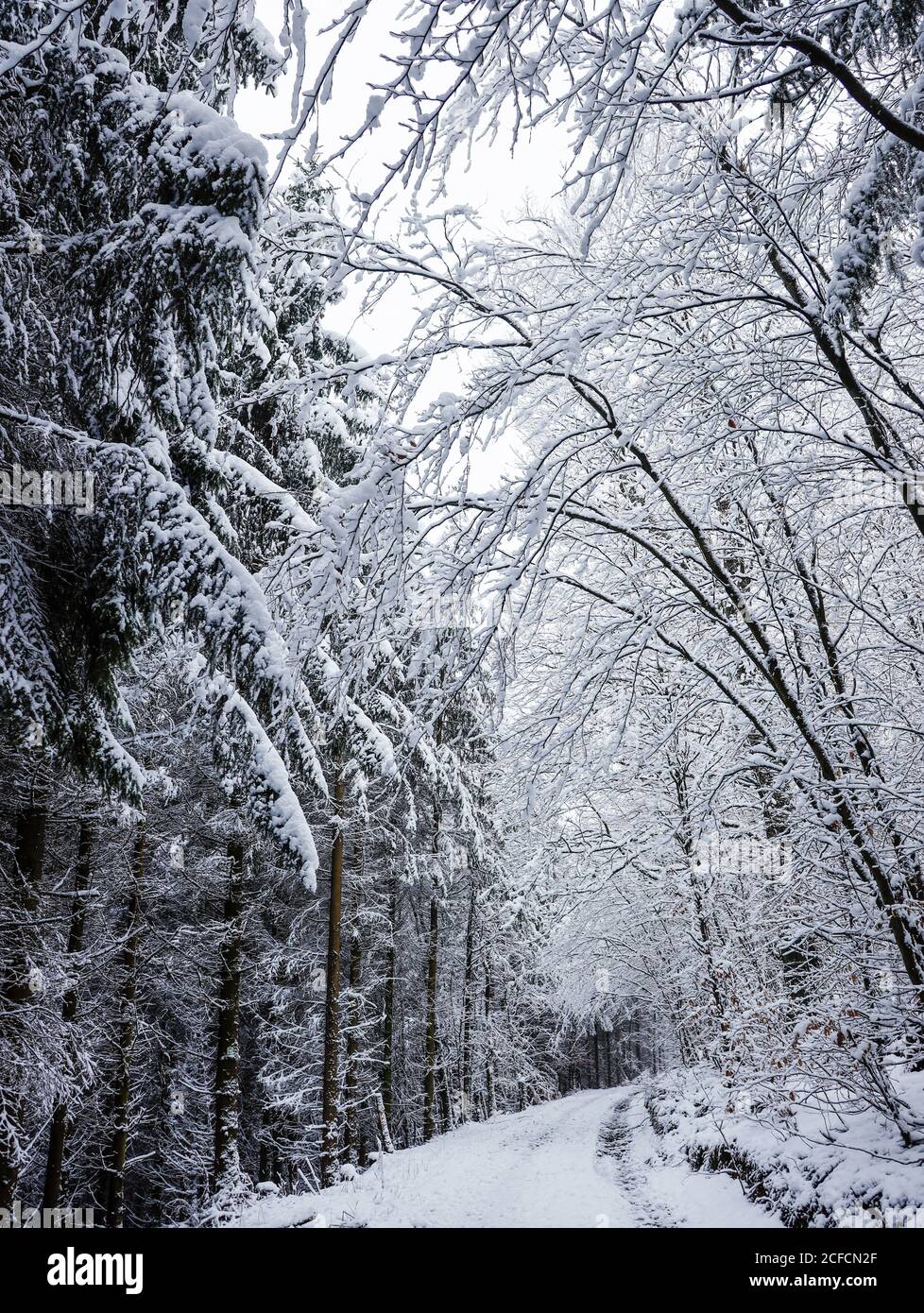 Beech Spruce Forest High Resolution Stock Photography and Images - Alamy
