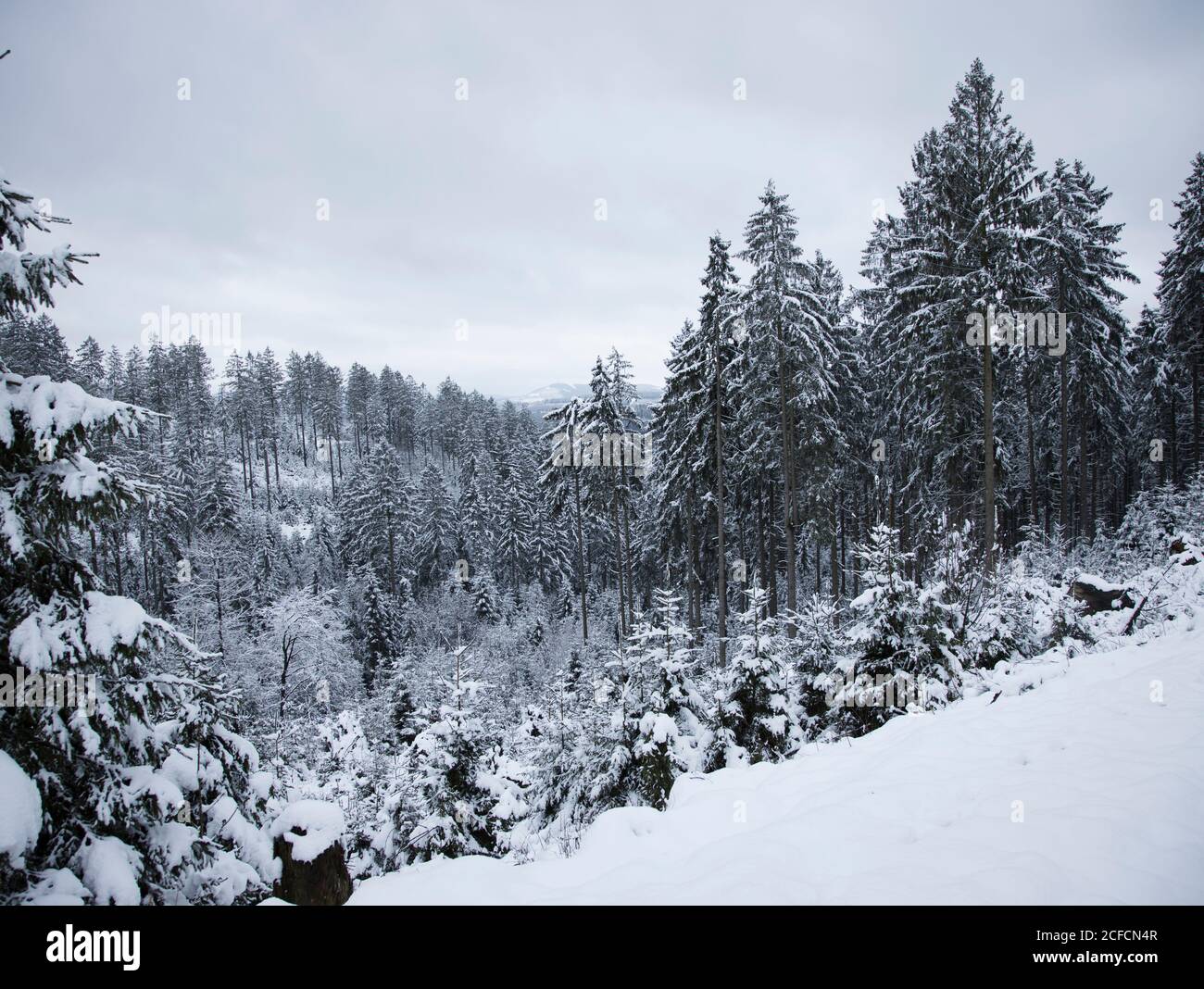 High forest in the snow Stock Photo - Alamy