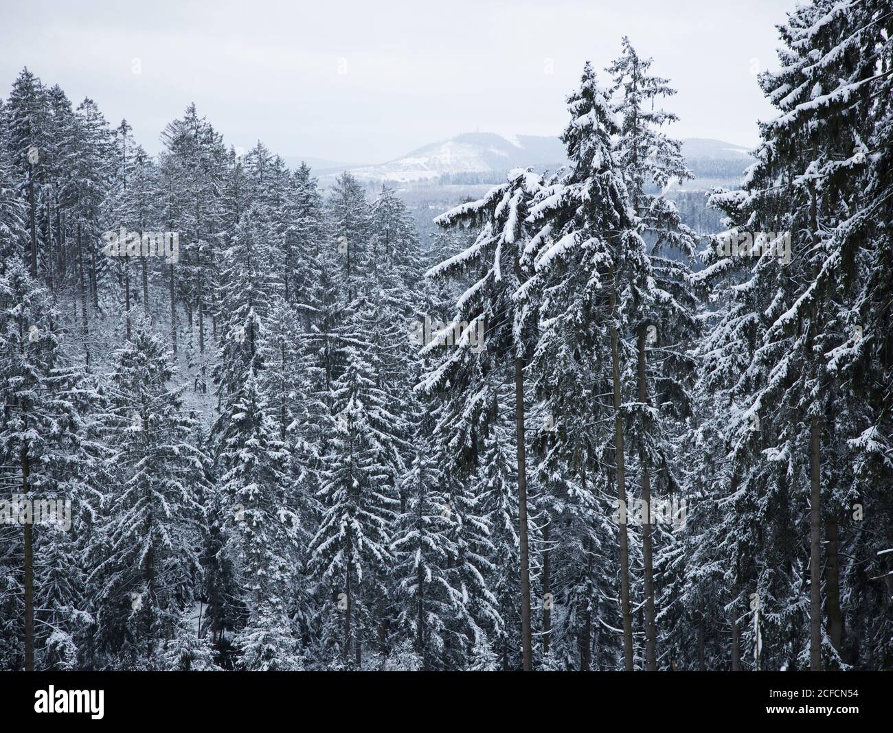 High forest in the snow Stock Photo - Alamy