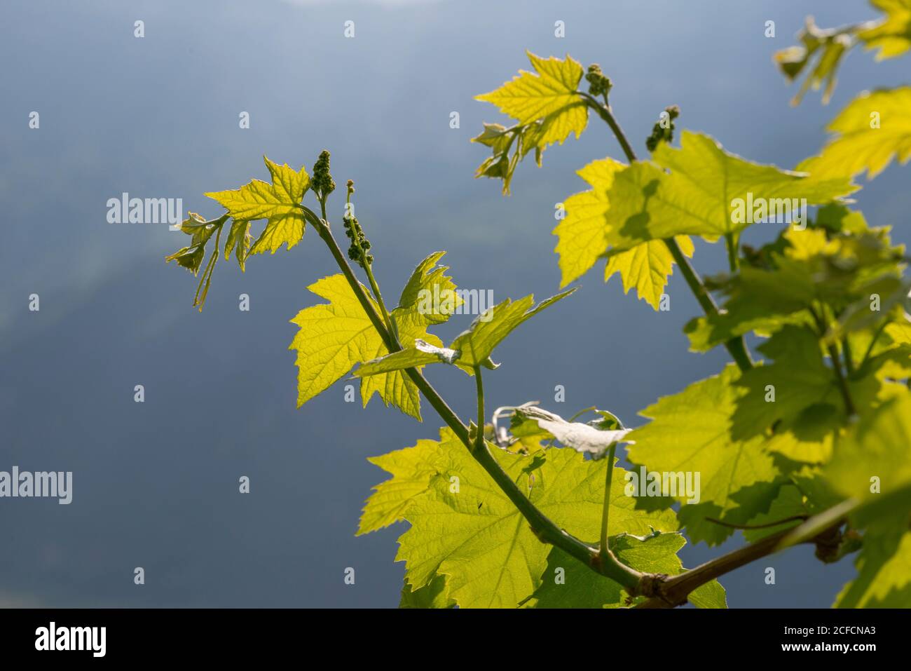 Italy, Trentino-South Tyrol, South Tyrol, Alto Adige, Etschtal, Terlan ...