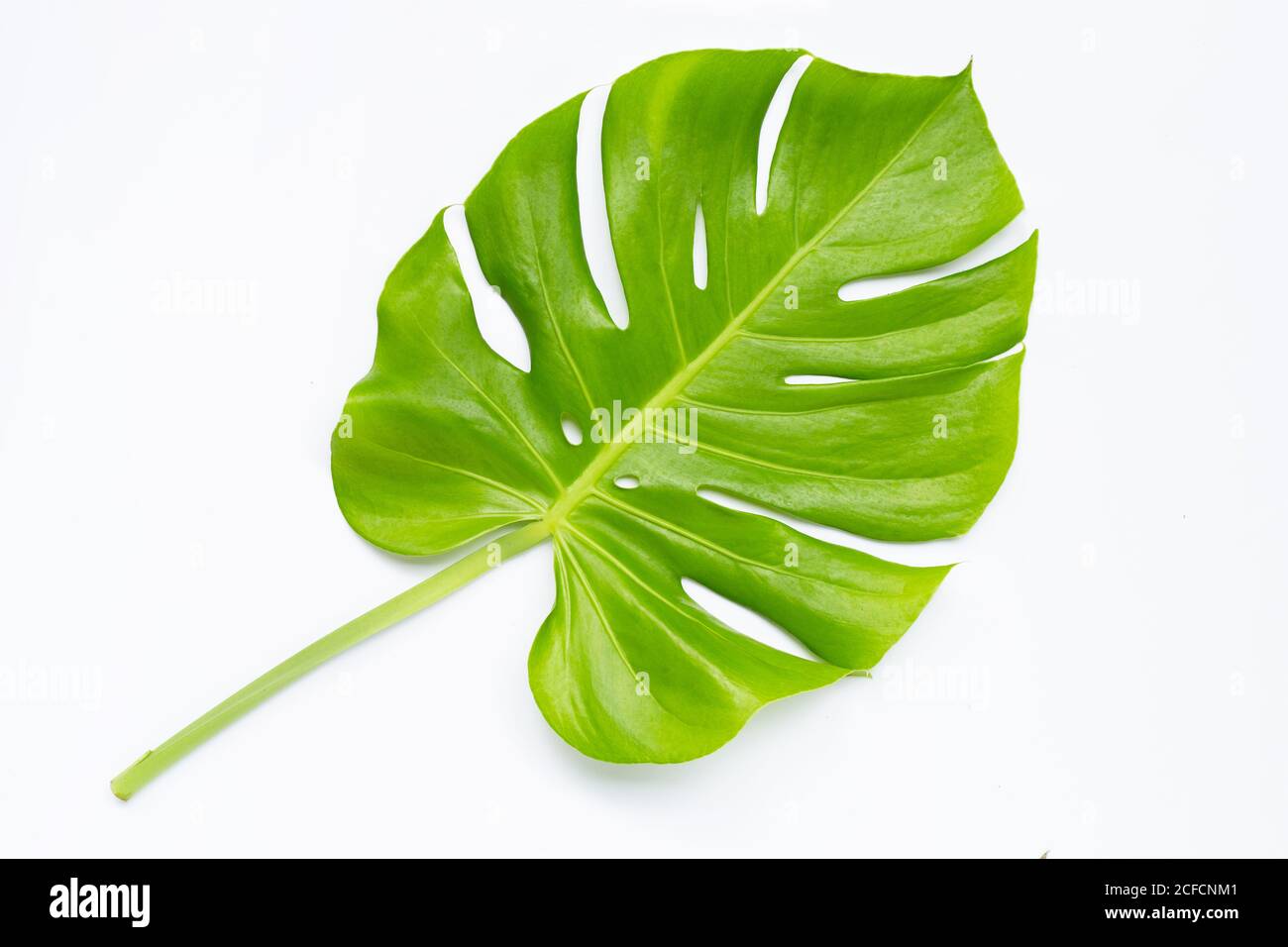 Monstera plant leaf on white Stock Photo - Alamy